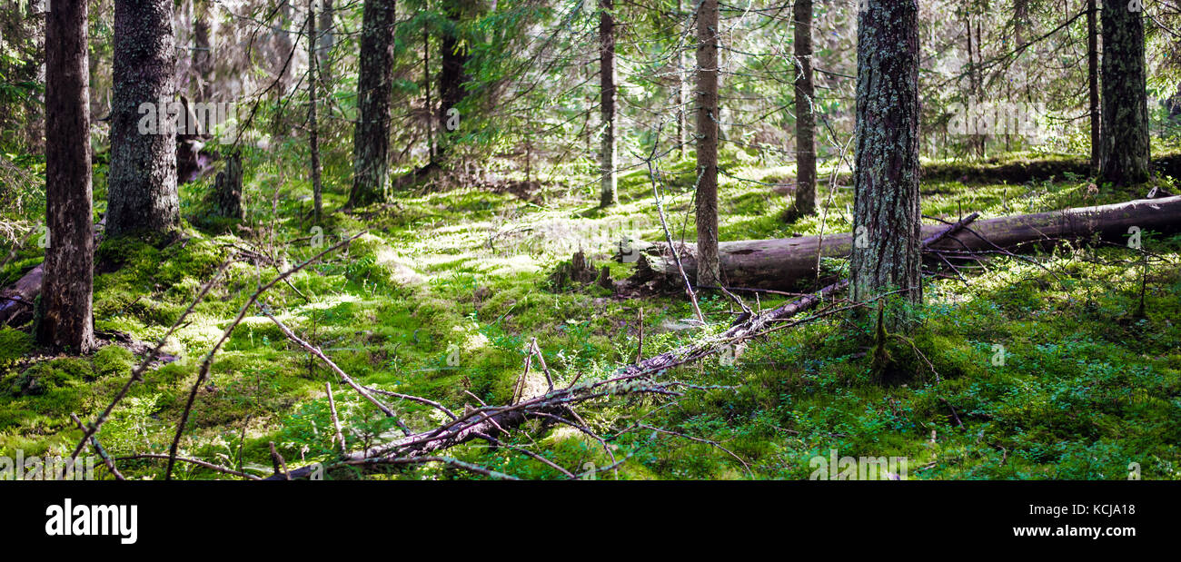 Beautiful wild forest Stock Photo - Alamy