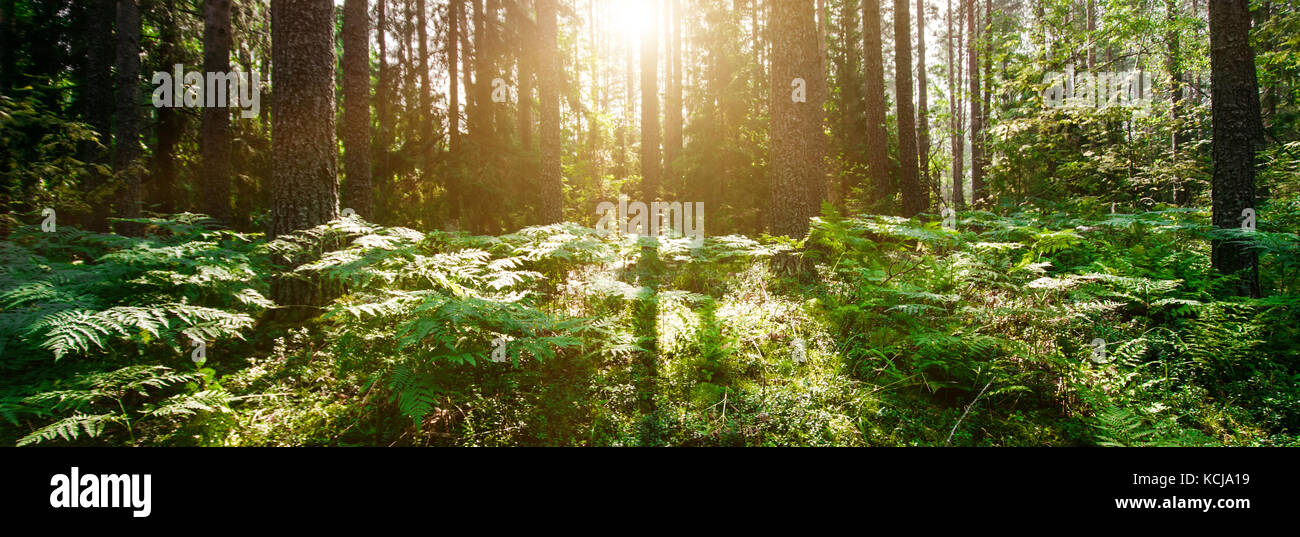 Wild trees hi-res stock photography and images - Alamy