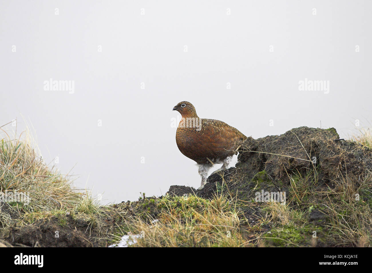 Red grouse Lagopus lagopus female on moorland near Grantown-on-Spey ...