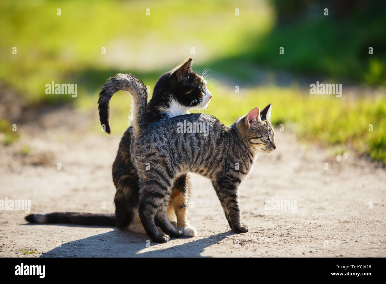 Two rustic cats outdoors Stock Photo - Alamy