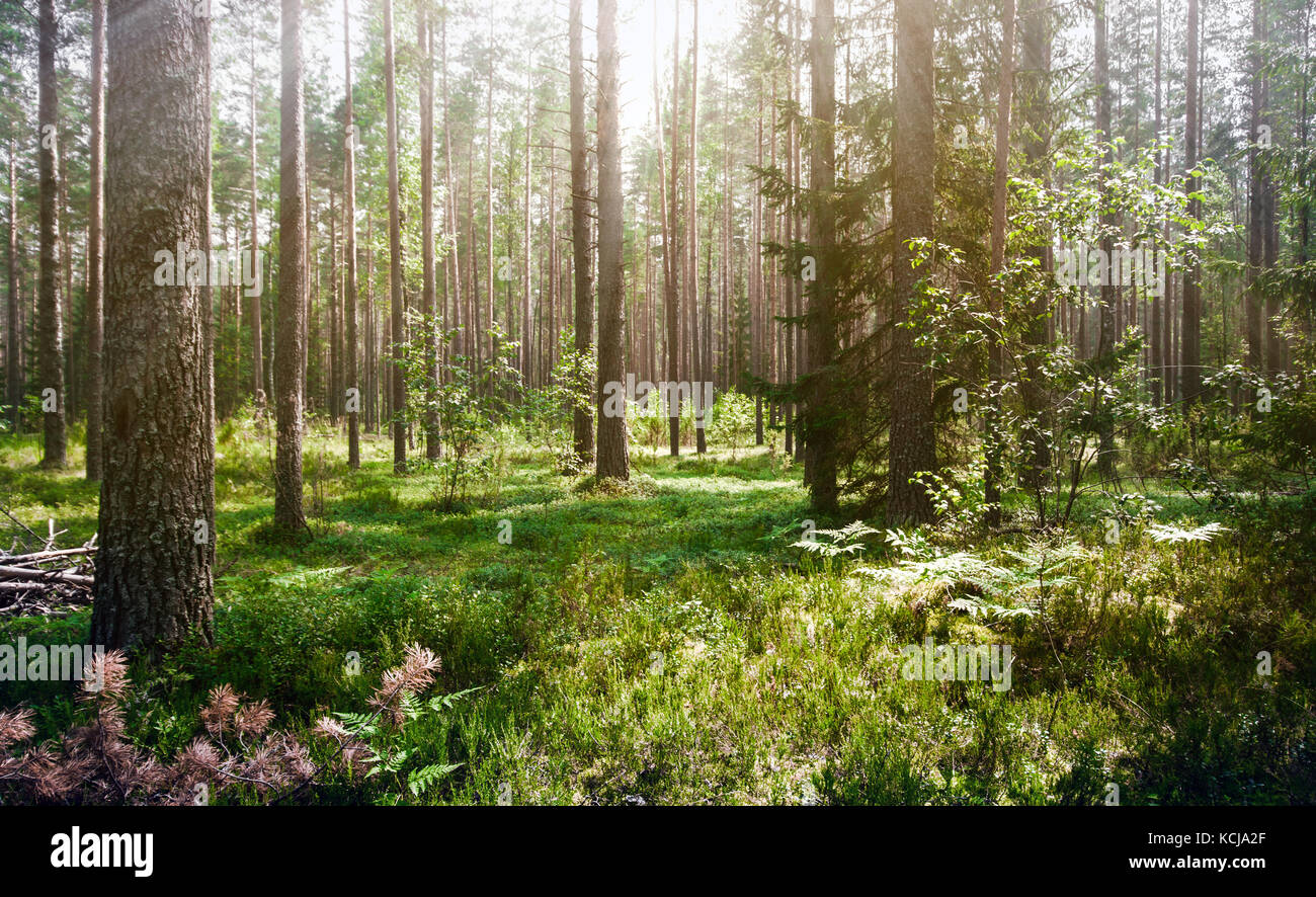 Beautiful wild forest morning sun Stock Photo - Alamy