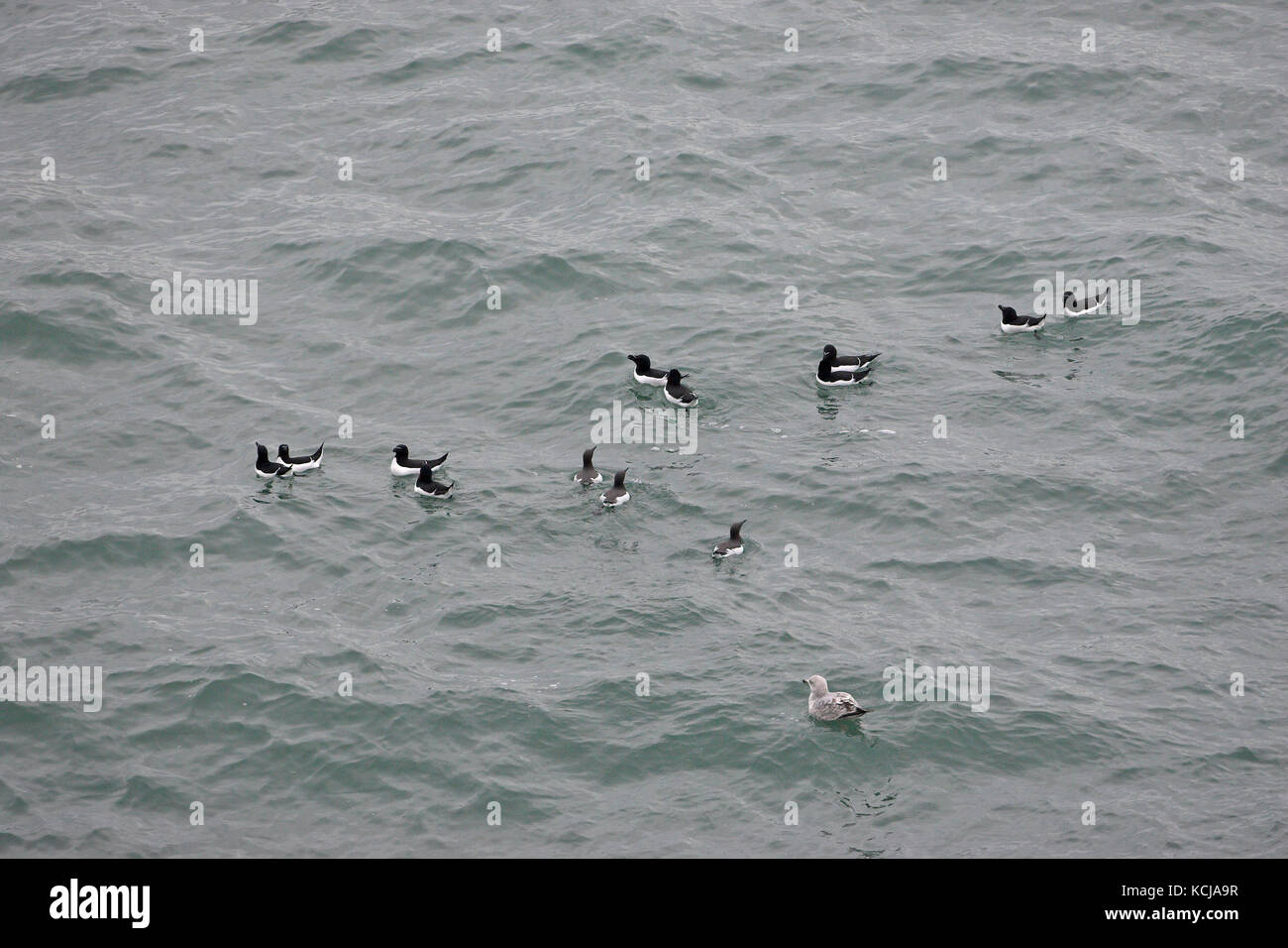 Razorbill Alca torda and Common guillemot Uria aalge n sea near ...
