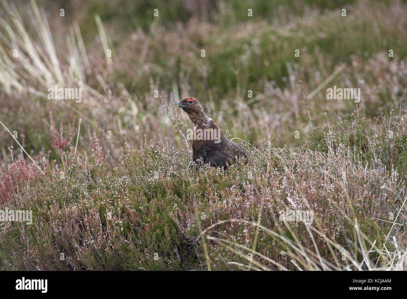 Red grouse Lagopus lagopus scoticus male near Lochindorb Scotland Stock ...