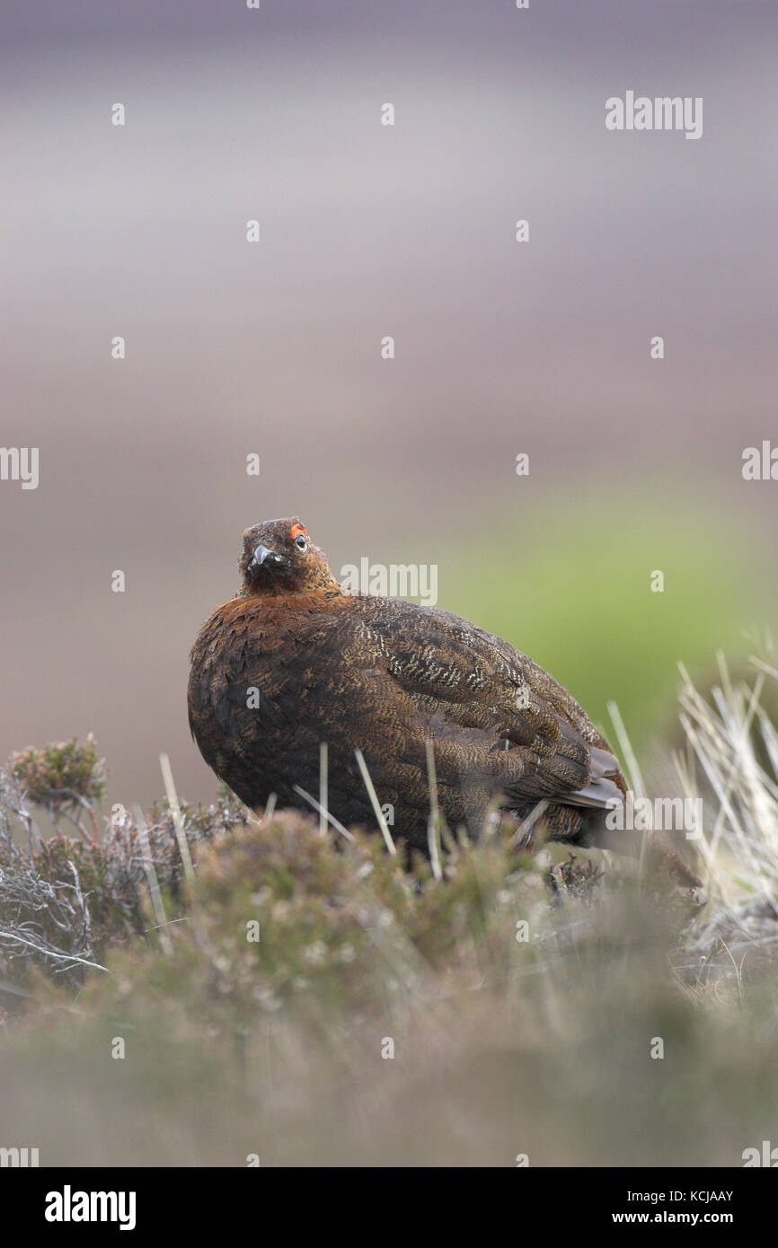 Red grouse Lagopus lagopus scoticus male near Lochindorb Scotland Stock ...