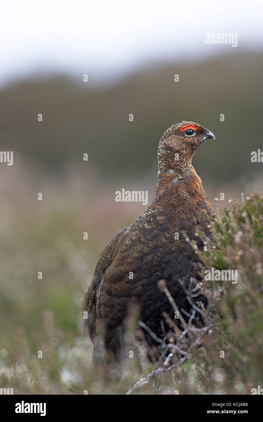 Red grouse Lagopus lagopus scoticus male near Lochindorb Scotland Stock ...