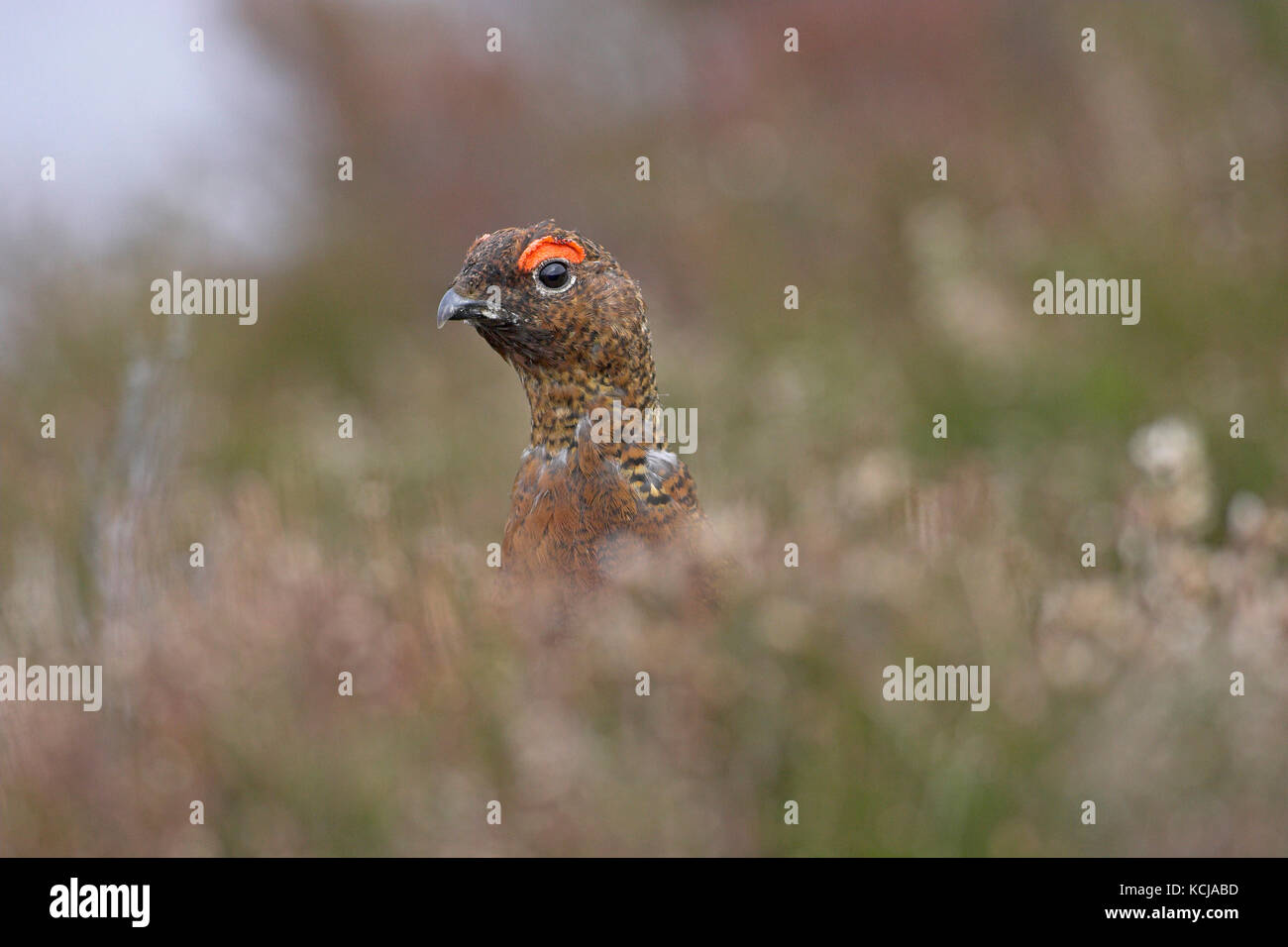 Red grouse Lagopus lagopus scoticus male near Lochindorb Scotland Stock ...
