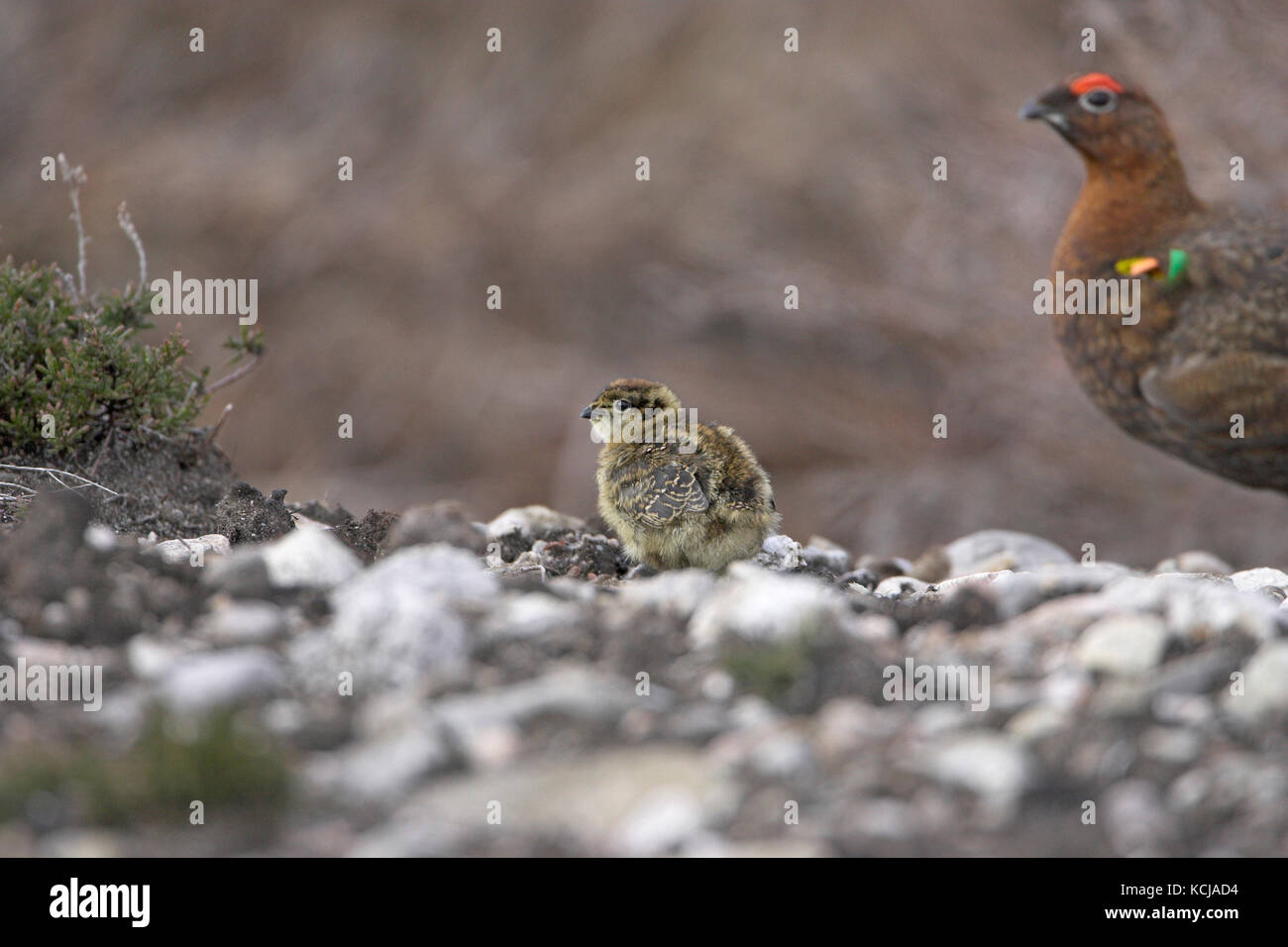 Red grouse Lagopus lagopus scoticus wing-tagged male with chick near ...