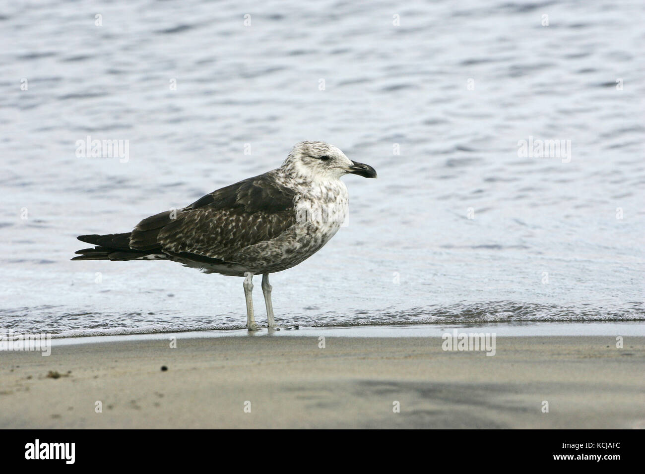 Kelp gull Larus dominicanus juvenile on beach Stewart Island New ...