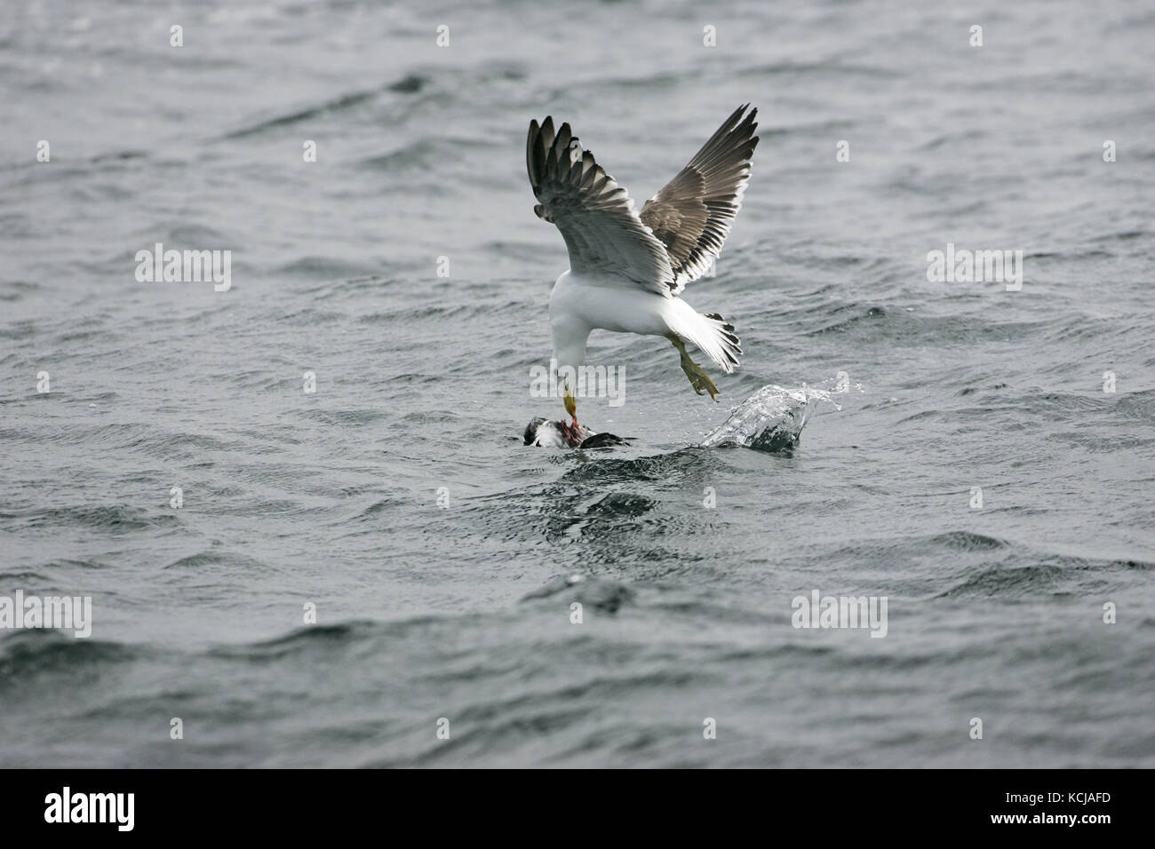 Kelp gull Larus dominicanus feeding on dead Mottled petrel Pterodroma ...