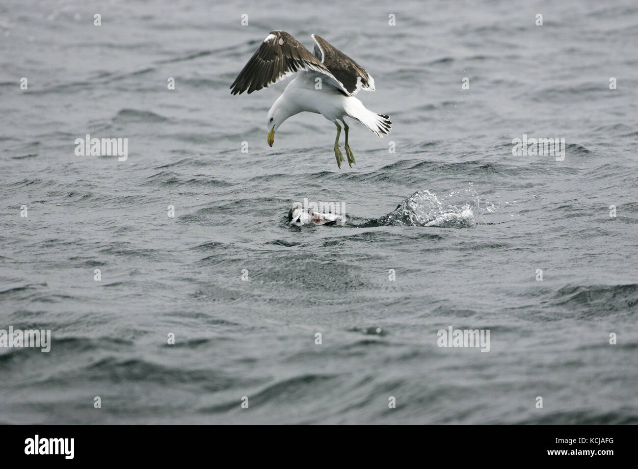 Kelp gull Larus dominicanus feeding on dead Mottled petrel Pterodroma ...