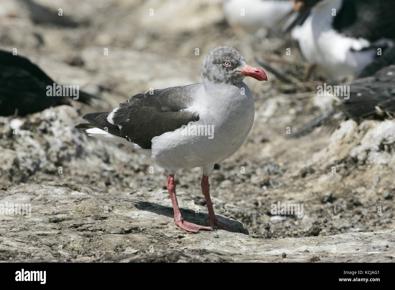 Dolphin gull Leucophaeus scoresbii juvenile searching for food among ...