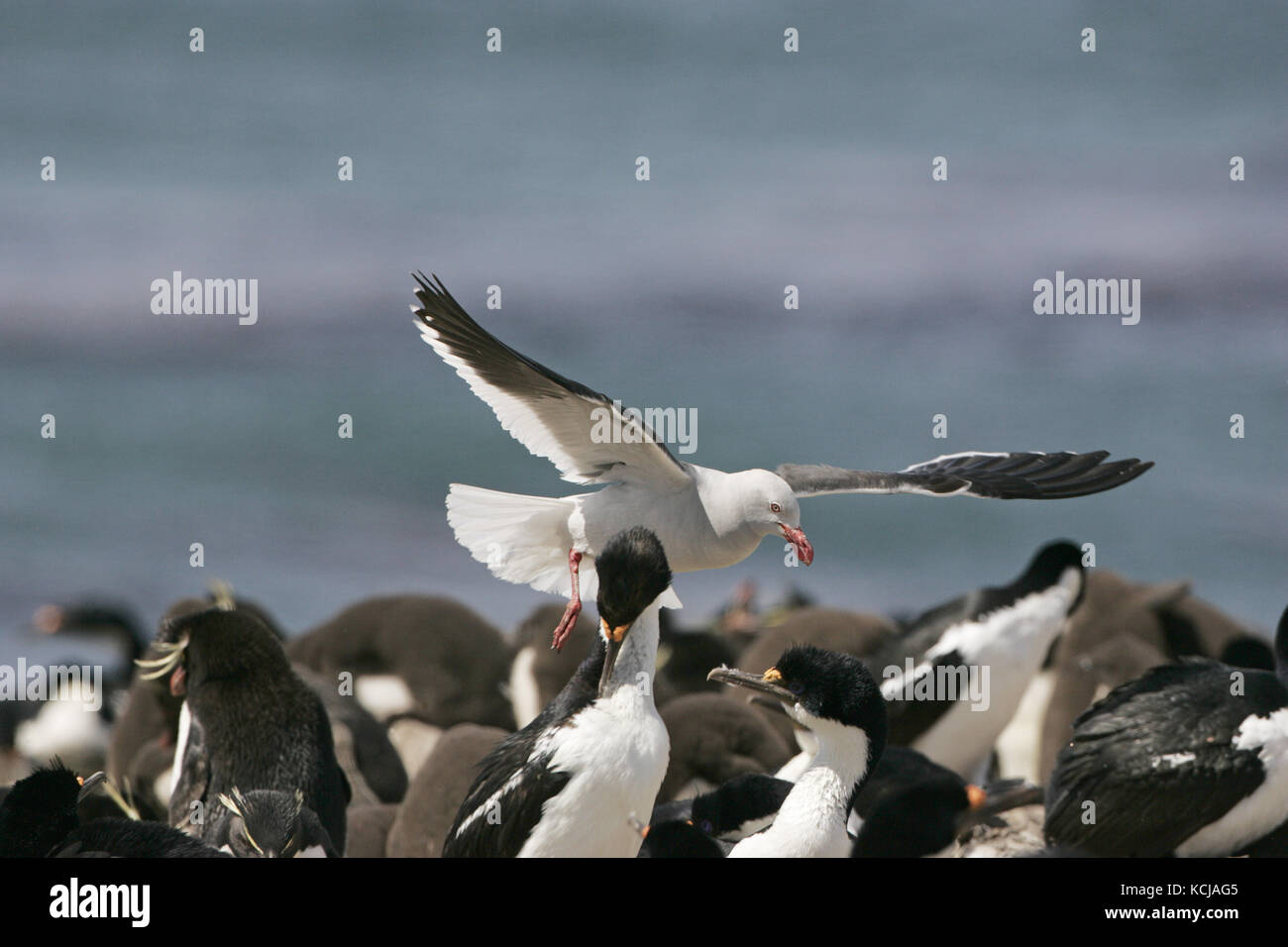 Dolphin gull Leucophaeus scoresbii adult in flight over nesting colony ...