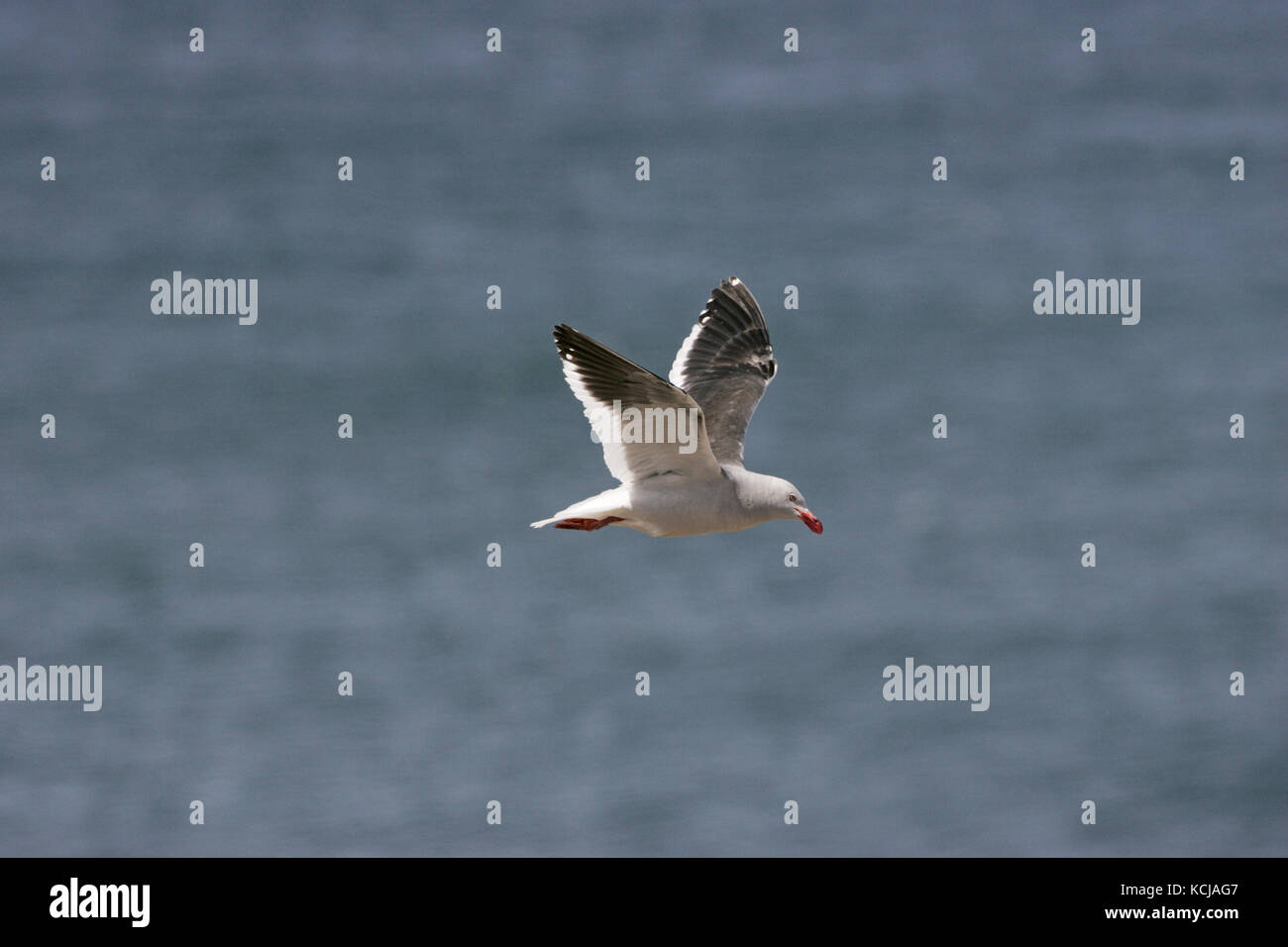 Dolphin gull Leucophaeus scoresbii adult in flight Falkland Islands ...