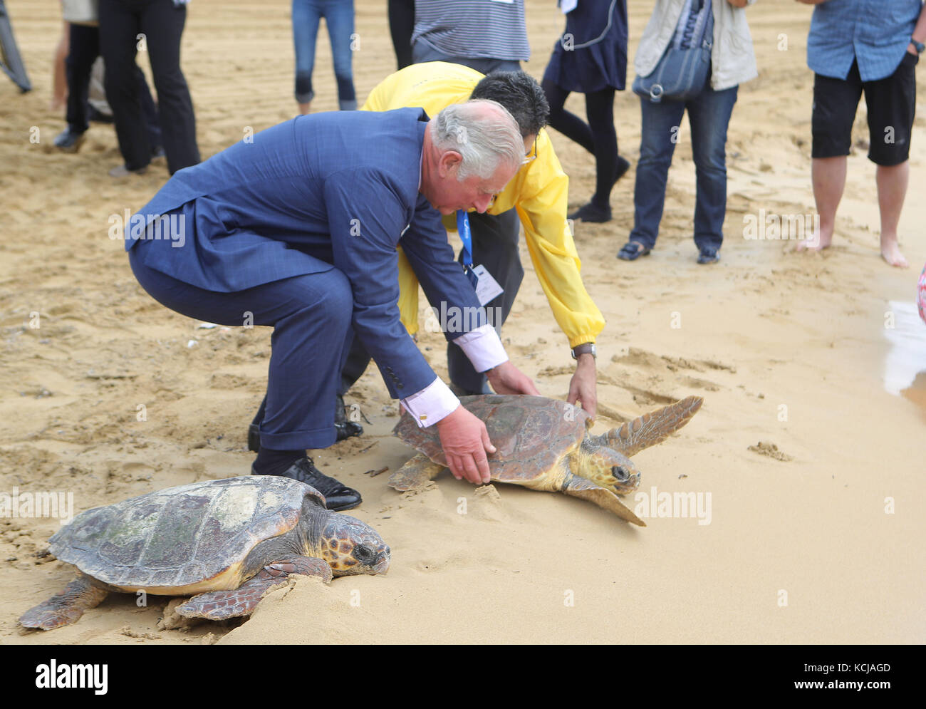 The Prince of Wales releases a rehabilitated turtle into the sea on ...