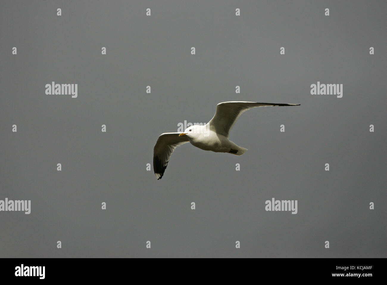 Common gull Larus canus adult in flight over Loch na Keal Isle of Mull ...