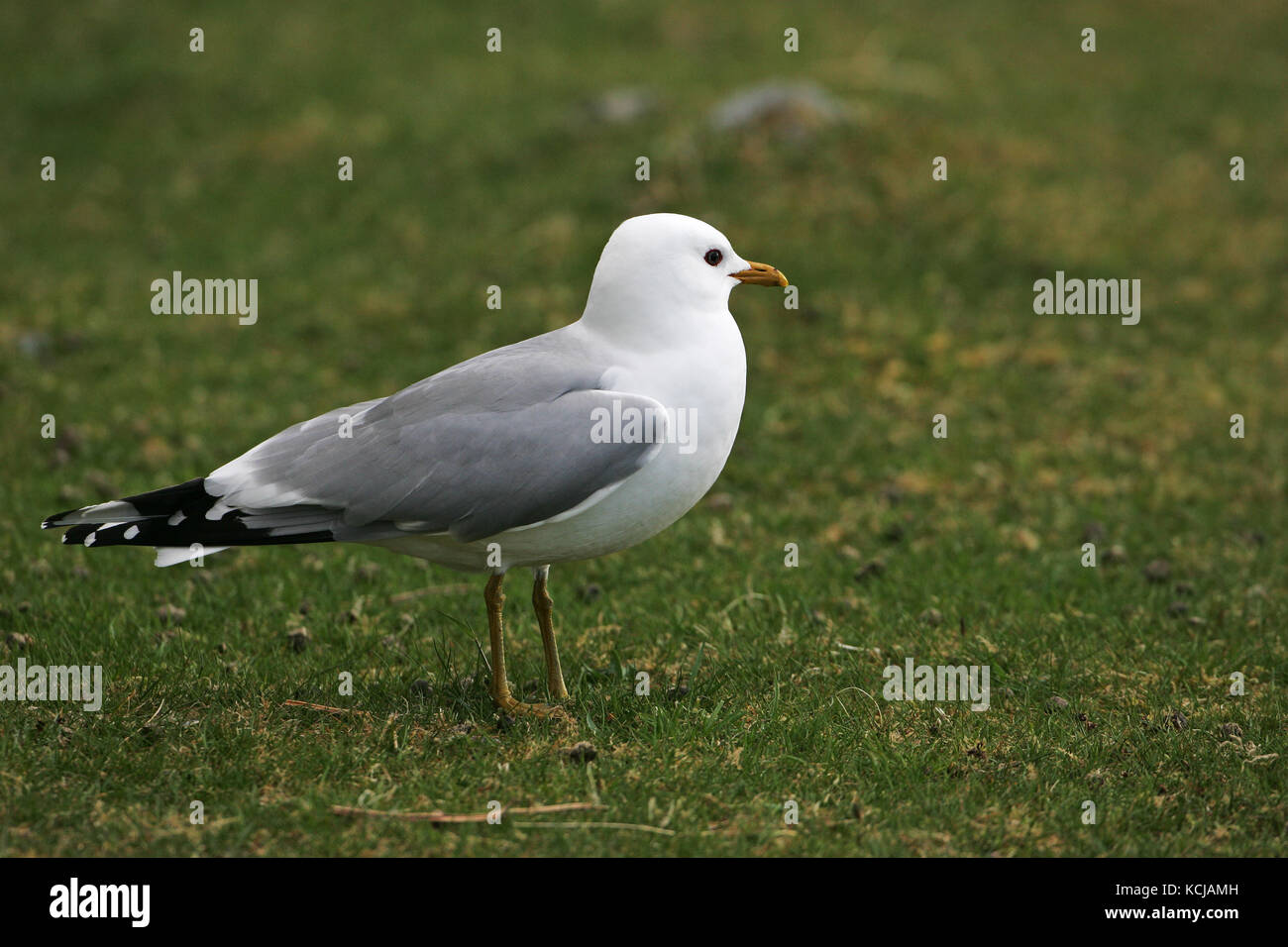 Common gull Larus canus adult on grassland beside Loch na Keal Isle of ...