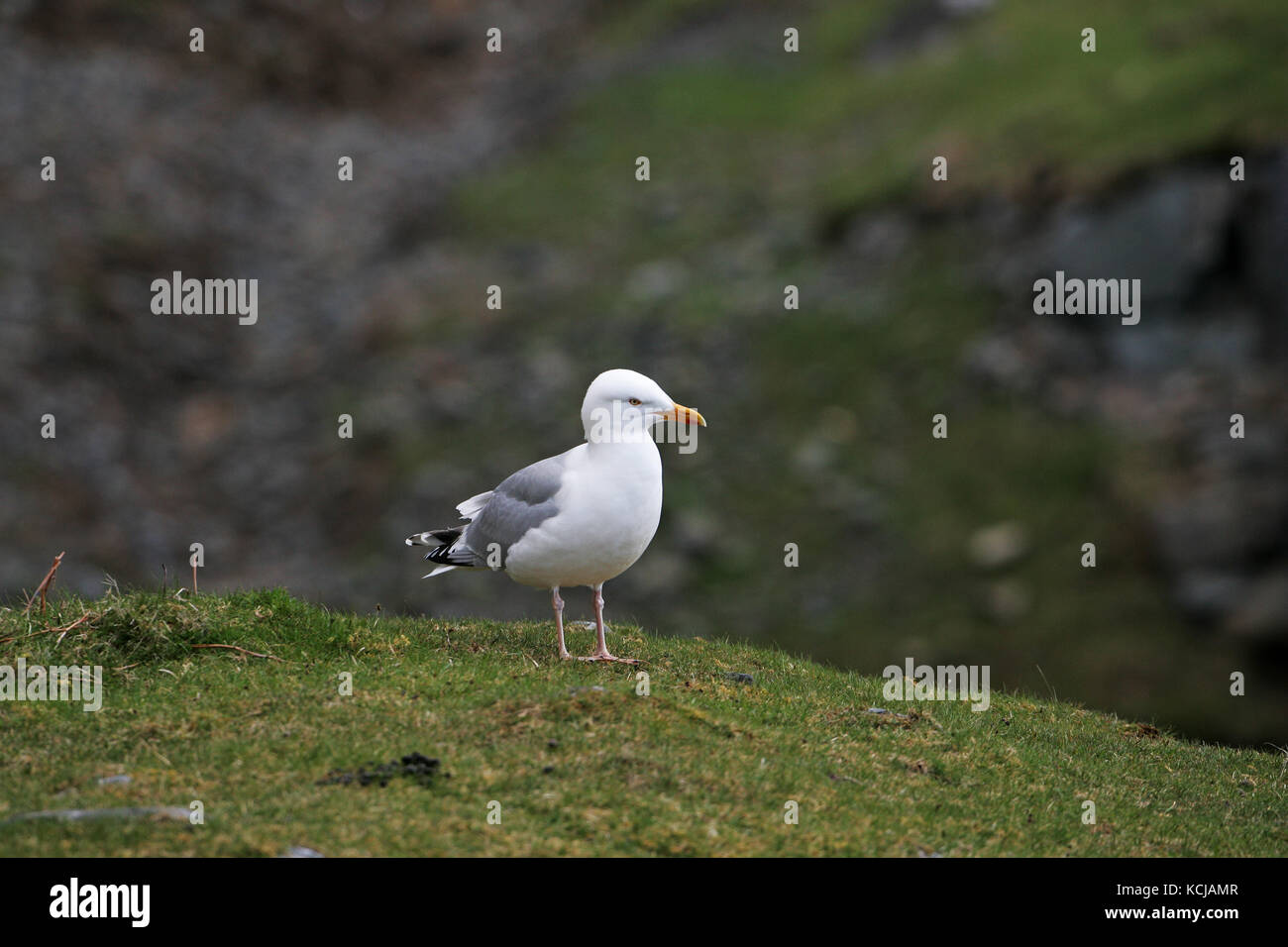 Adult na hi-res stock photography and images - Alamy