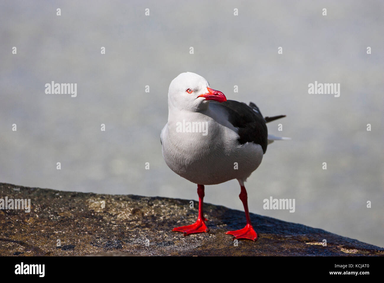 Dolphin gull Leucophaeus scoresbii on rock Bleaker Island Falkland ...