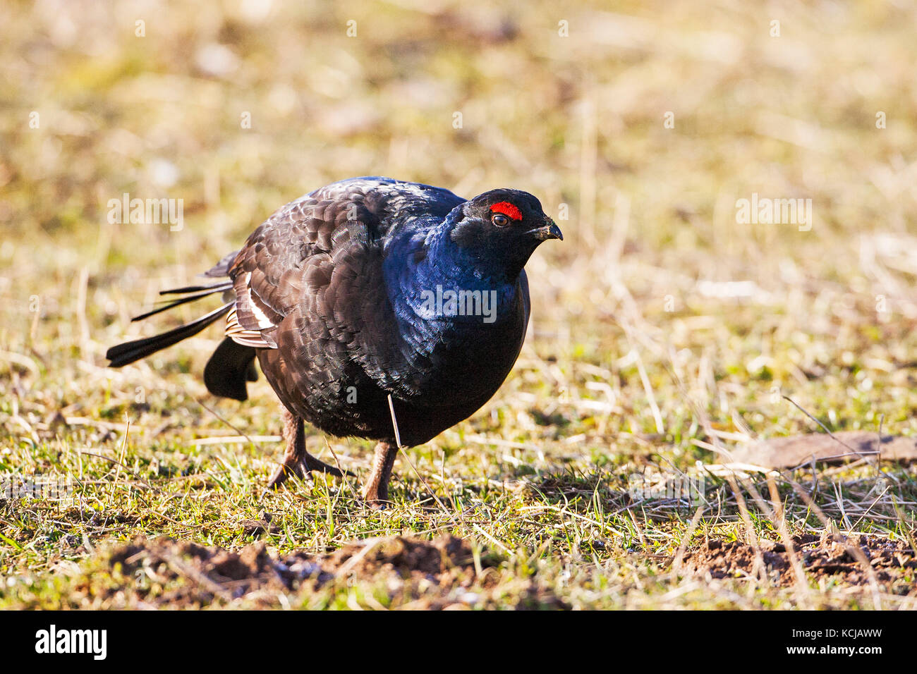 Black grouse Tetrao tetrix male at lek near Aberfeldy Highland Region ...