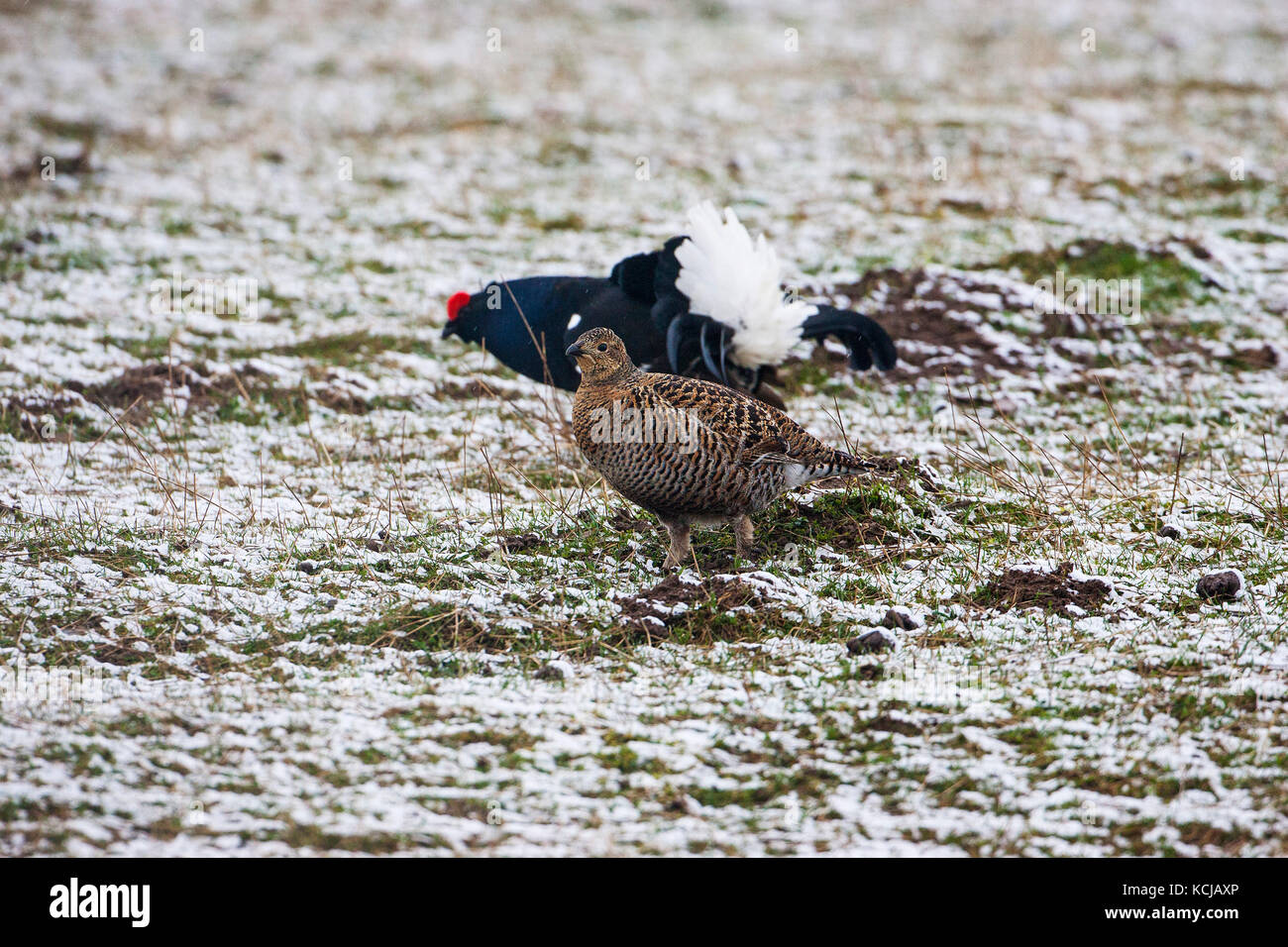 Black grouse Tetrao tetrix displaying male with female at a lek in a ...