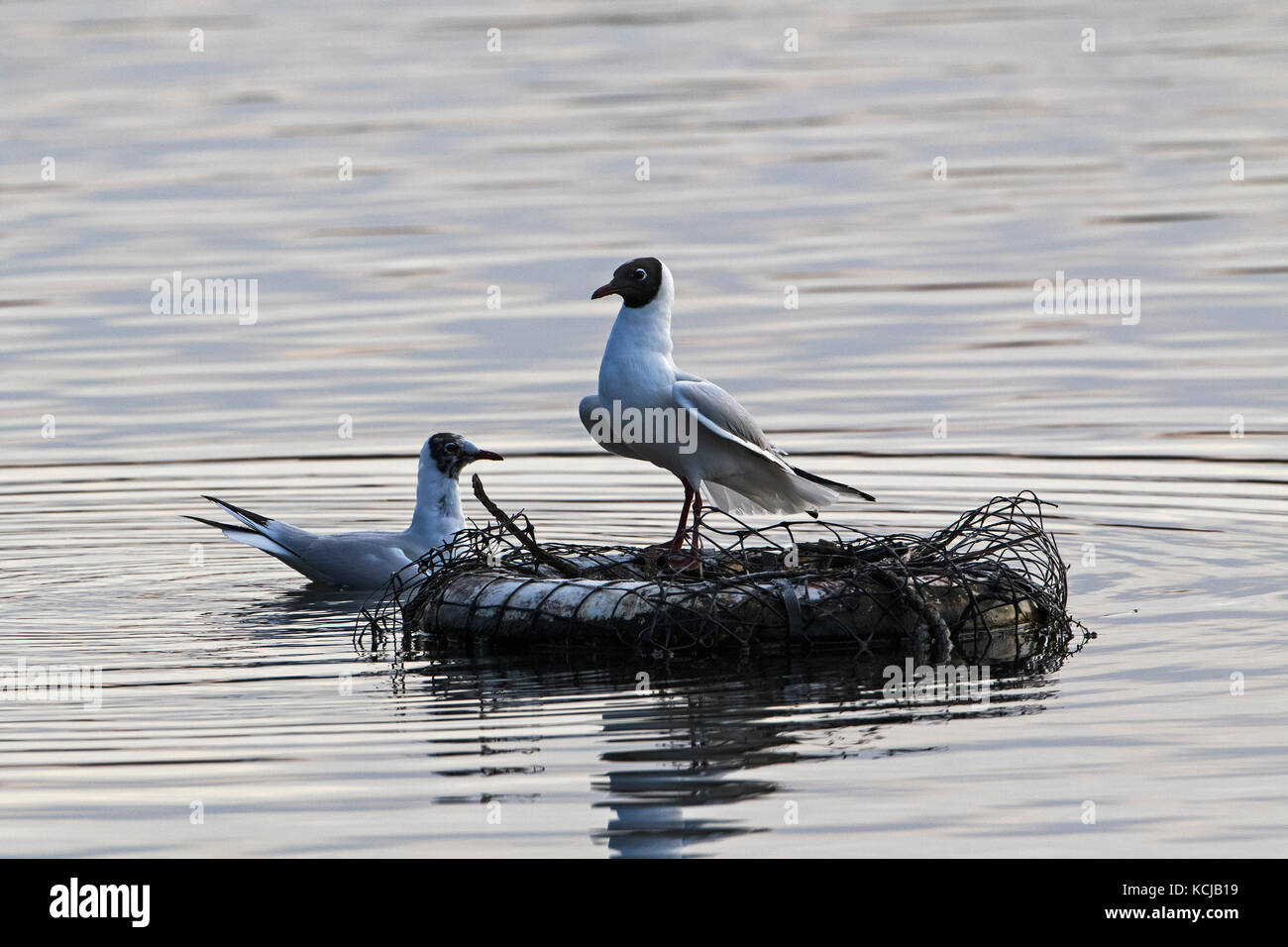 Black-headed gull Larus ridibundus on potential nesting platform Ivy ...