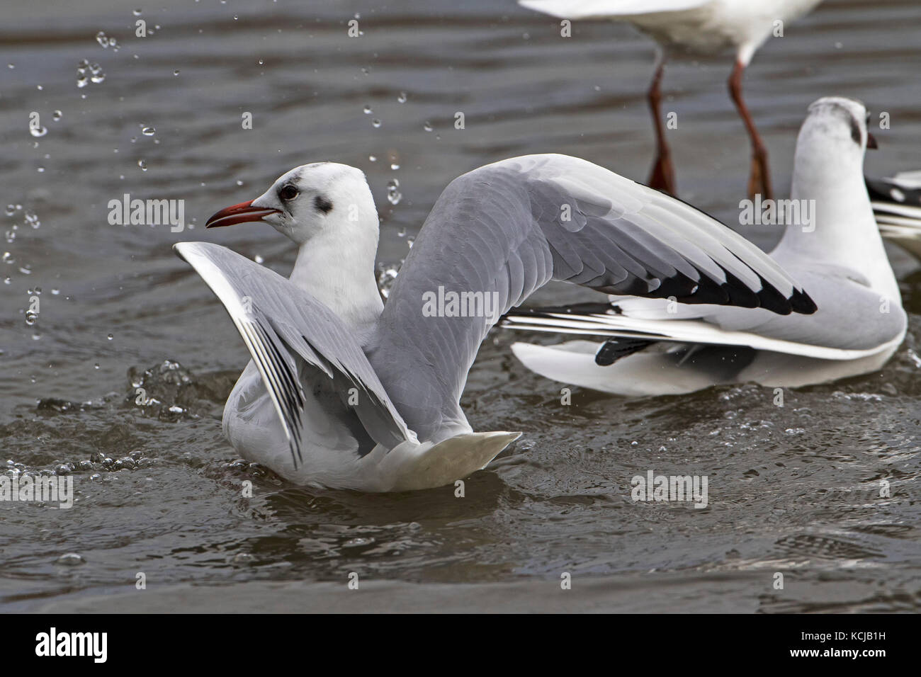 Black-headed gull Larus ridibundus in winter plumage on river Lower ...
