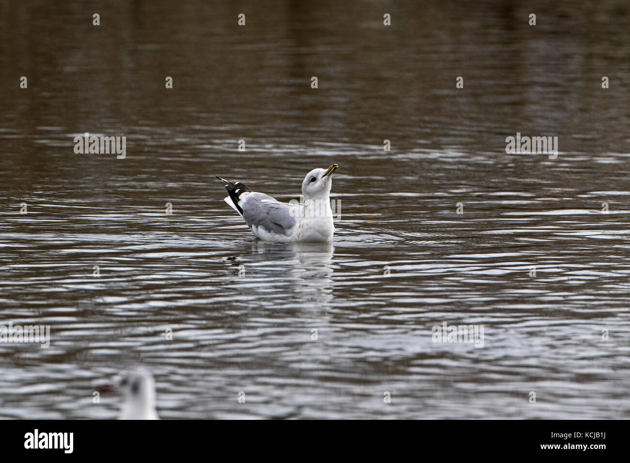 Common gull Larus canus swallowing bread on river Lower Test Hampshire ...