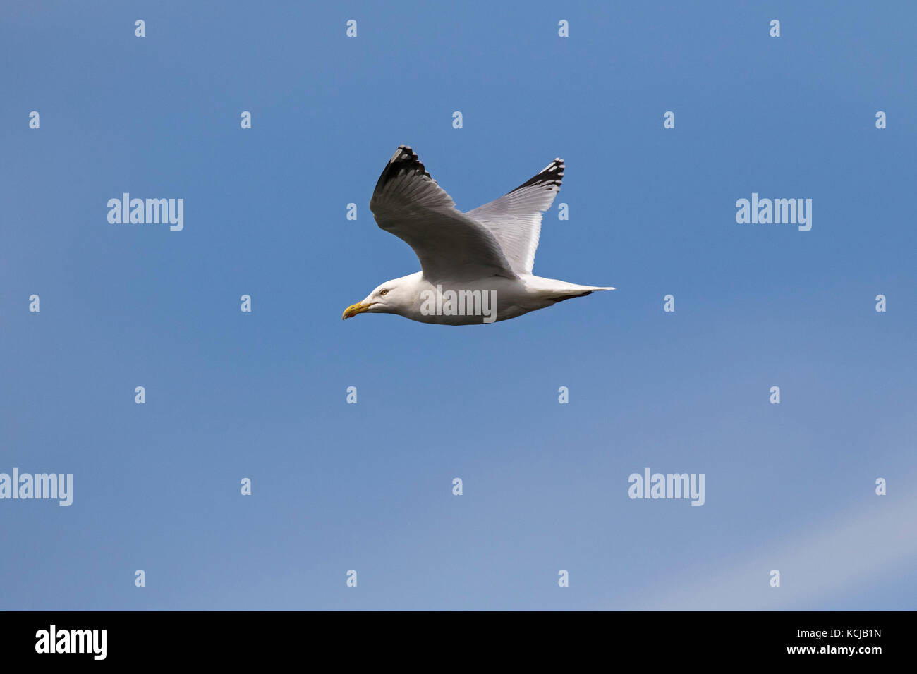 Herring gull Larus argentatus in flight South Stack Cliffs RSPB Reserve ...