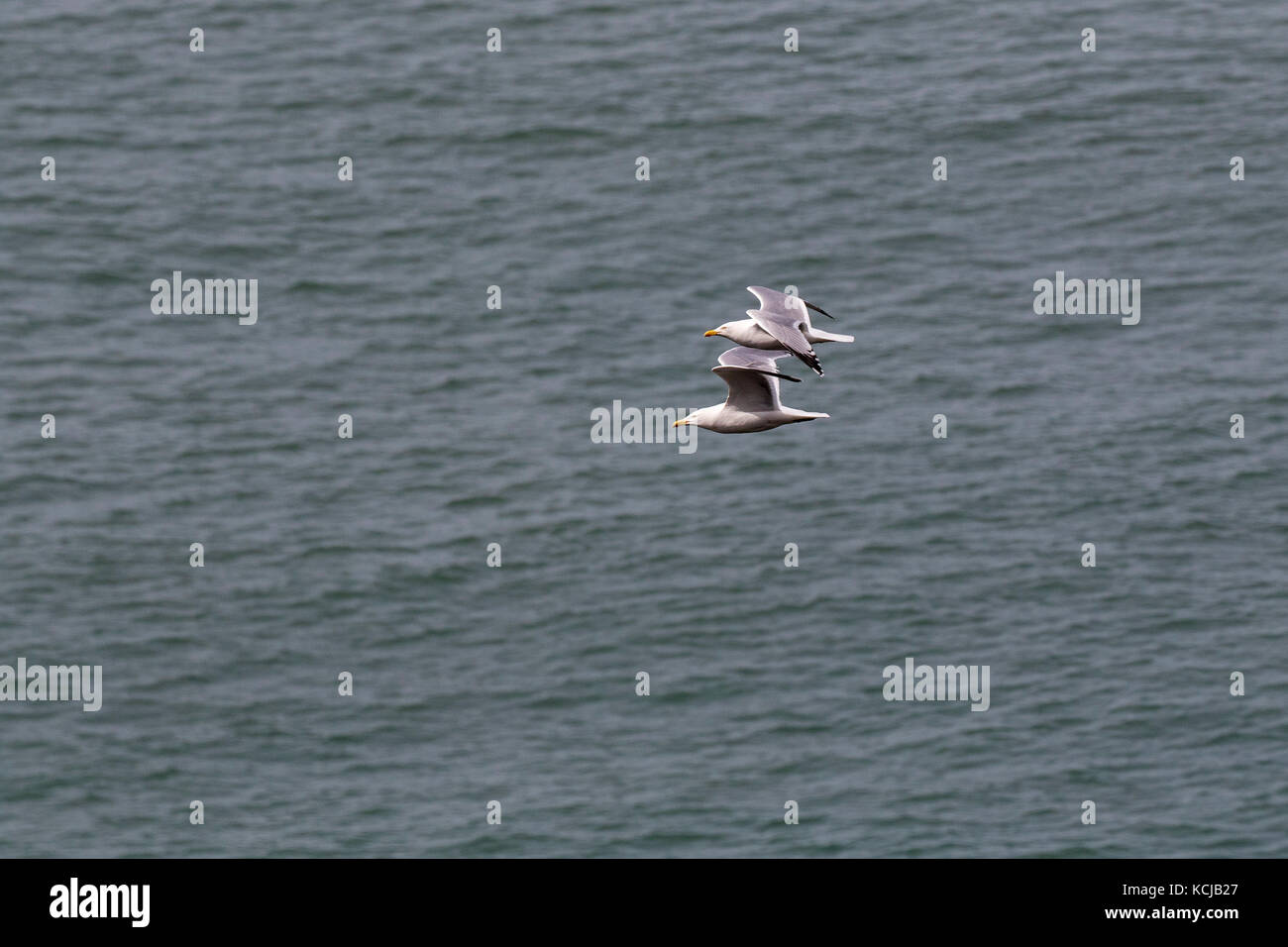 Herring gull Larus argentatus flying over the sea beside South Stack ...