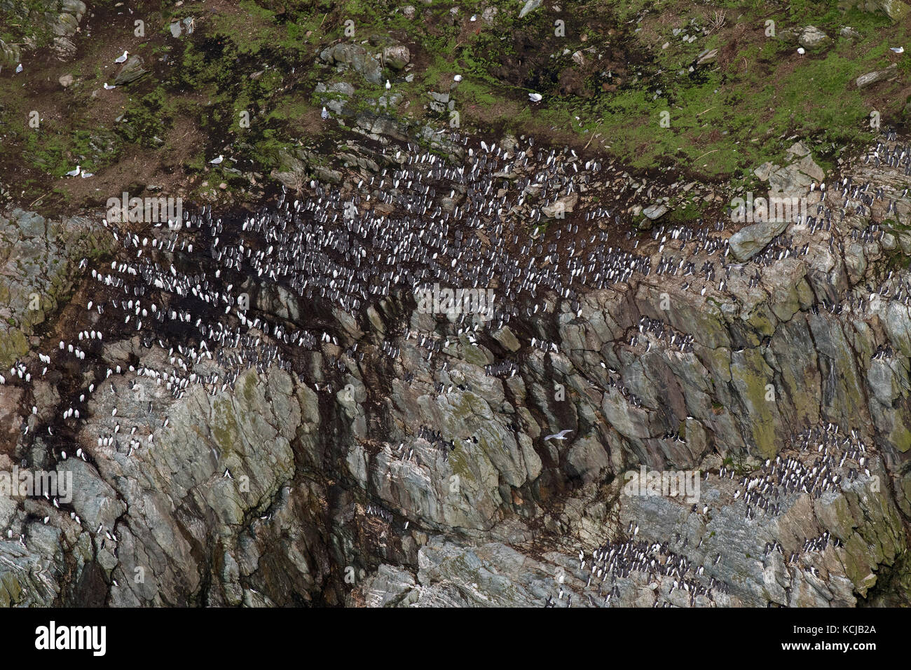 Razorbill Alca torda and Common guillemot Uria aalge nesting colony ...
