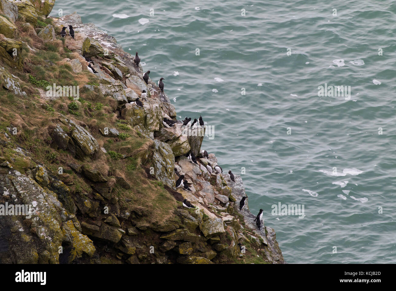Razorbill Alca torda and Common guillemot Uria aalge nesting colony ...