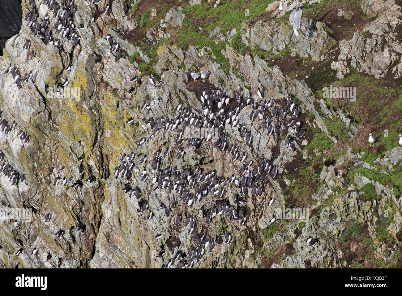 Razorbill Alca torda and Common guillemot Uria aalge nesting colony ...