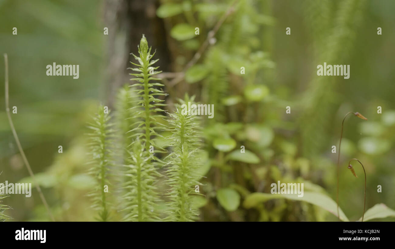 Spring awakening of flowers and vegetation in the forest. Forest ...