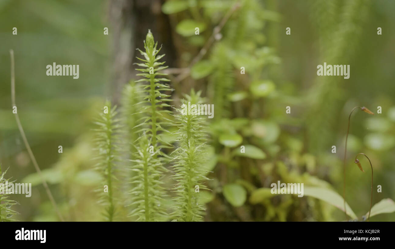 Spring awakening of flowers and vegetation in the forest. Forest ...