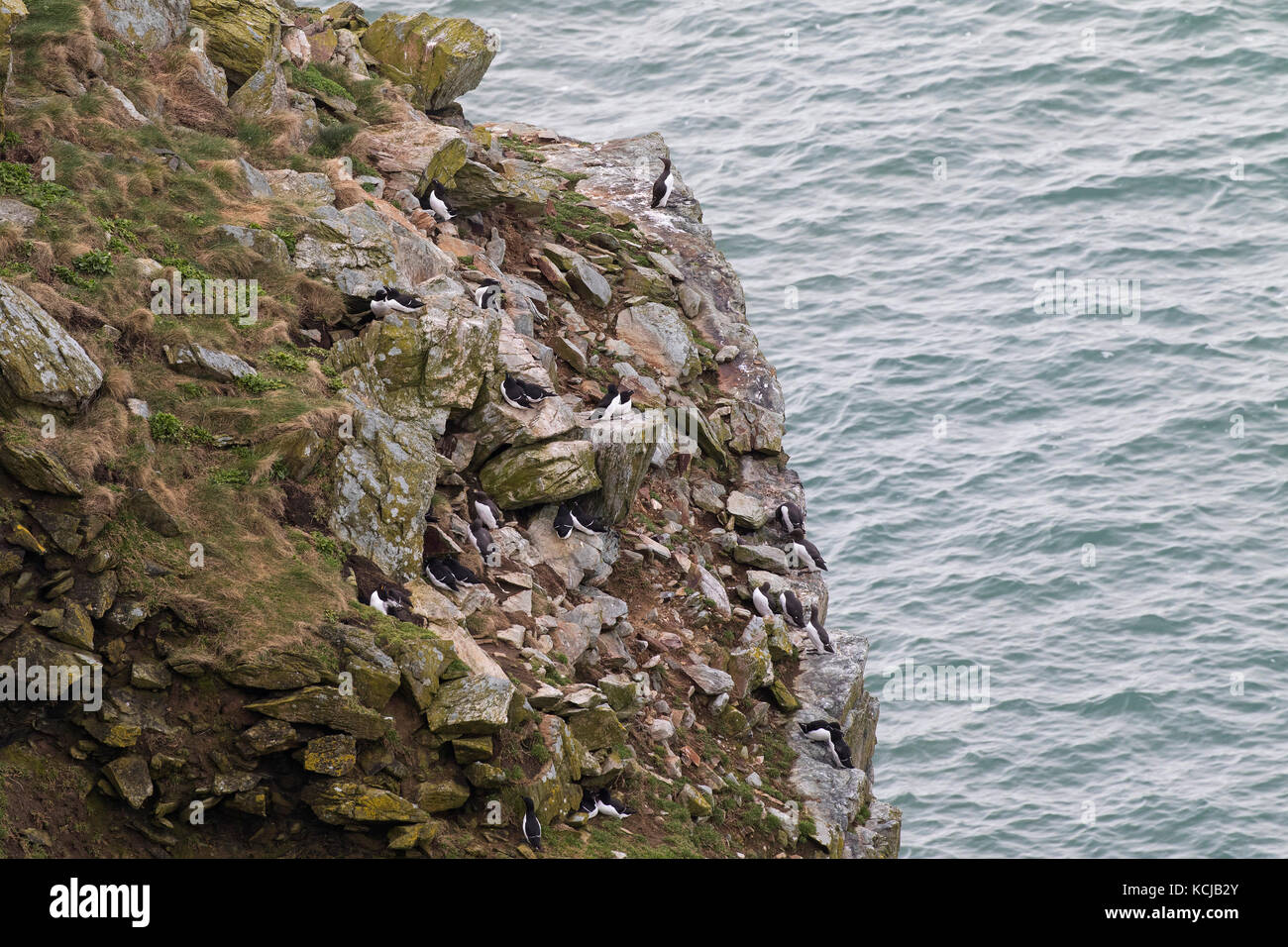 Razorbill Alca torda and Common guillemot Uria aalge nesting colony ...