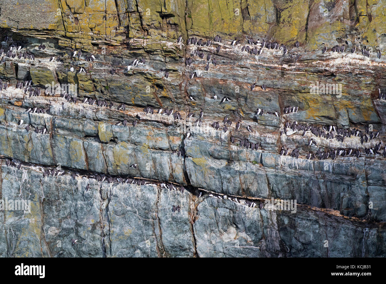 Razorbill Alca torda and Common guillemot Uria aalge nesting colony ...