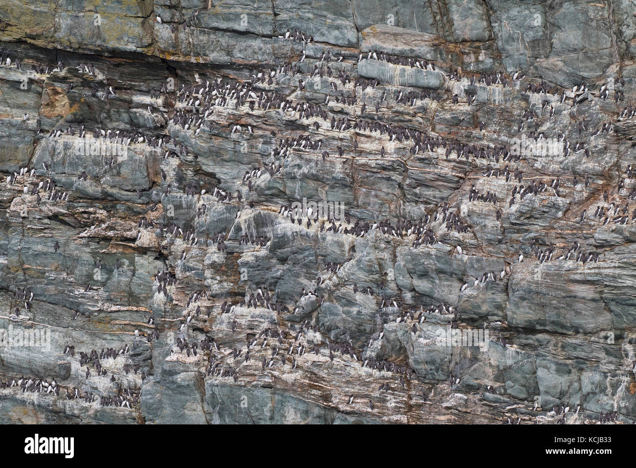 Razorbill Alca torda and Common guillemot Uria aalge nesting colony ...