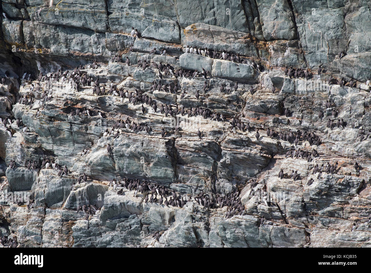Razorbill Alca torda and Common guillemot Uria aalge nesting colony ...