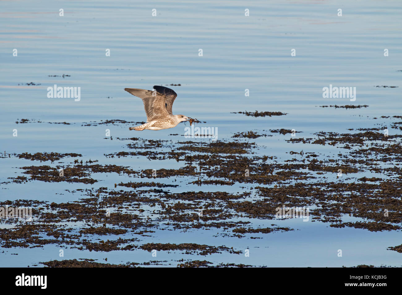 Herring gull Larus argentatus juvenile with crab in flight over the sea ...