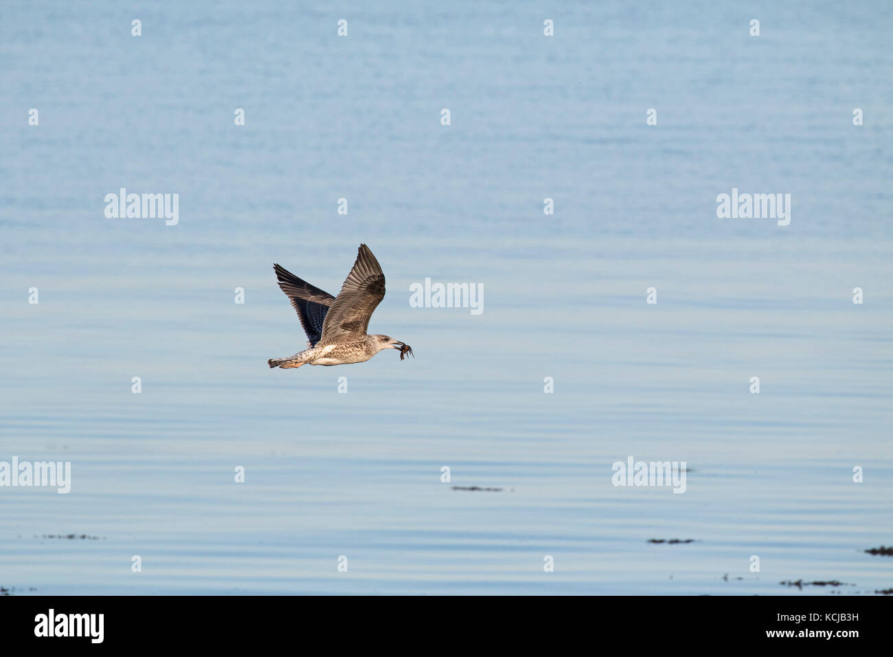 Herring gull Larus argentatus juvenile with crab in flight over the sea ...