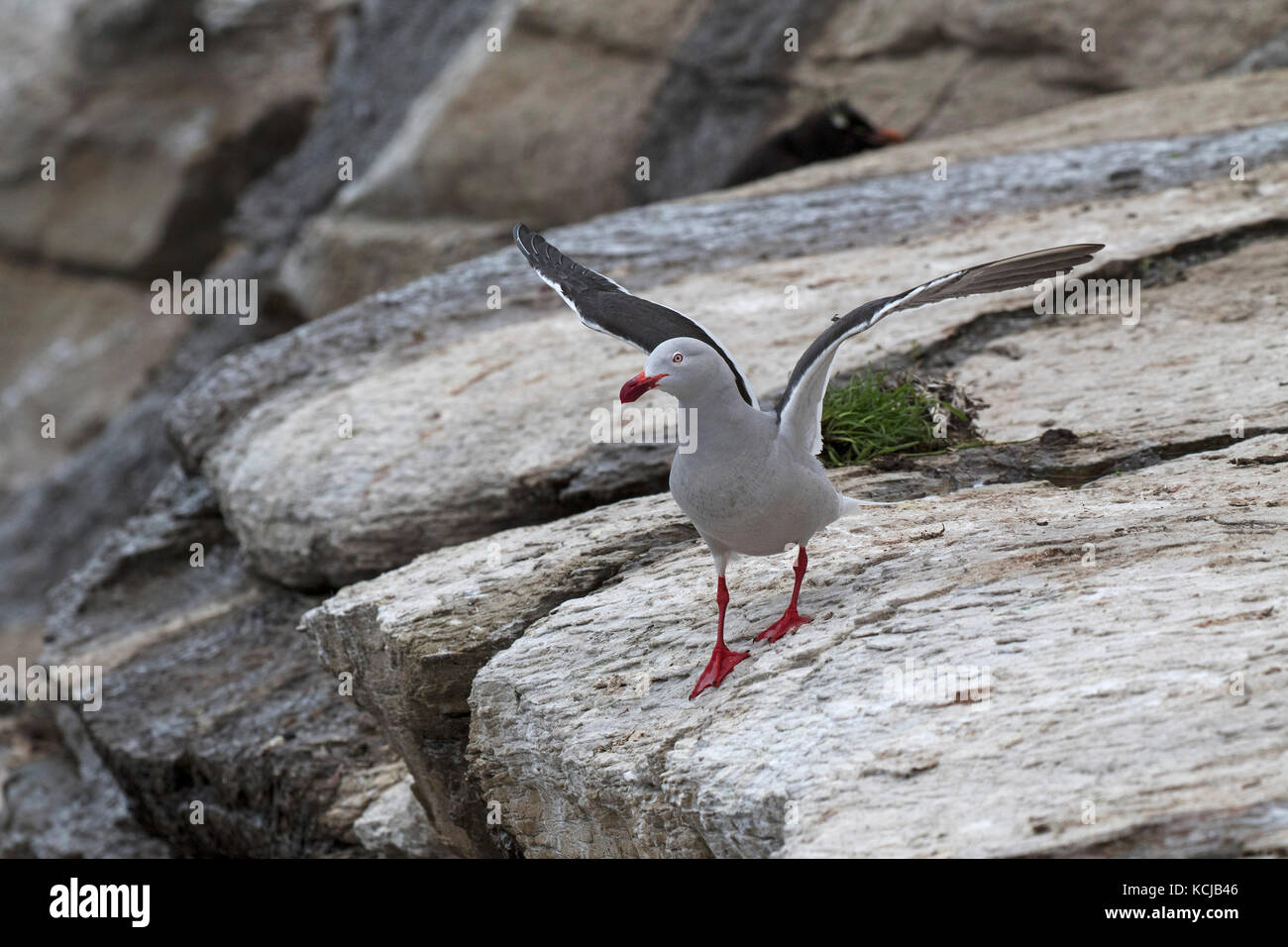 Dolphin gull Leucophaeus scoresbii landing on a rock Saunders Island ...