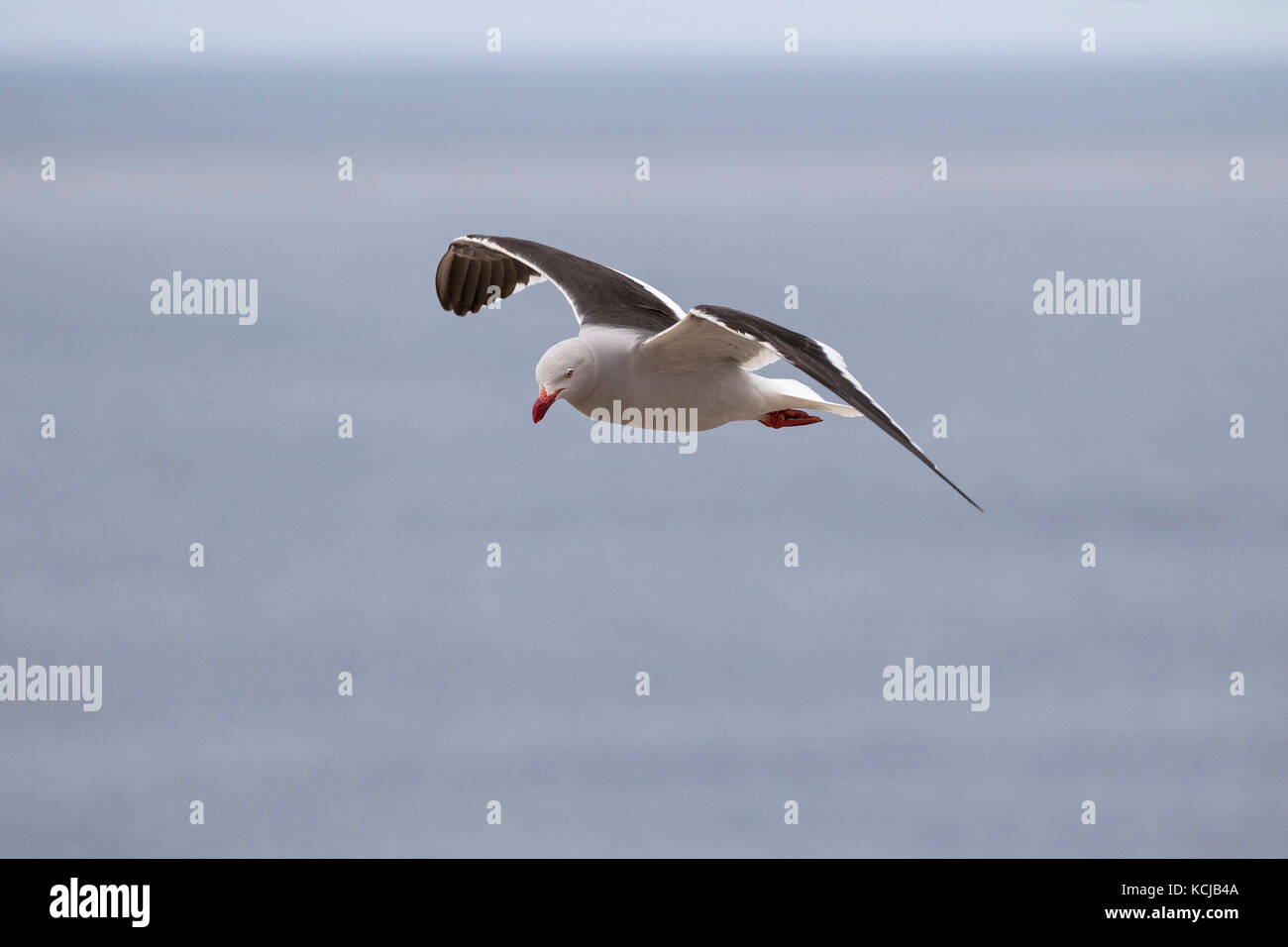 Dolphin gull Leucophaeus scoresbii in flight off Sealion Island ...