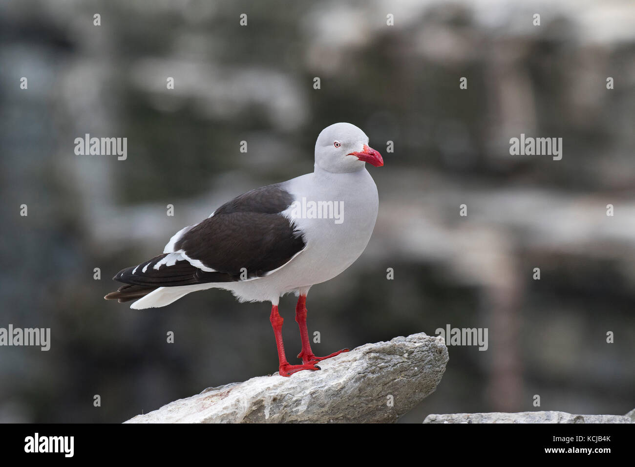 Dolphin gull Leucophaeus scoresbii standing on a rock Sealion Island ...