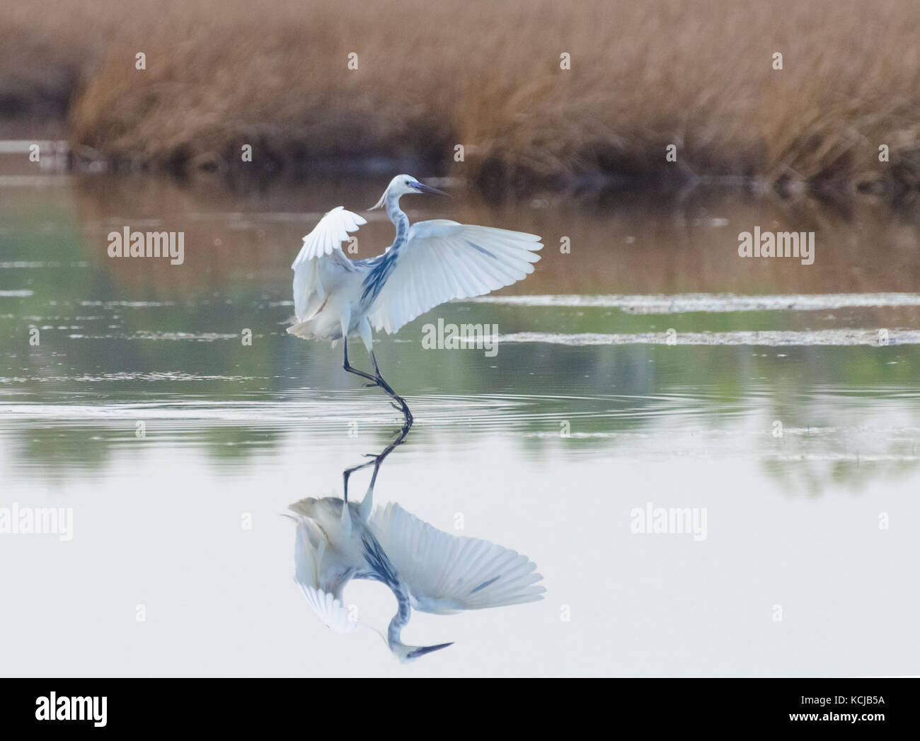 A Rare Hybrid Tricoloured Heron x Snowy Egret with reflection landing ...