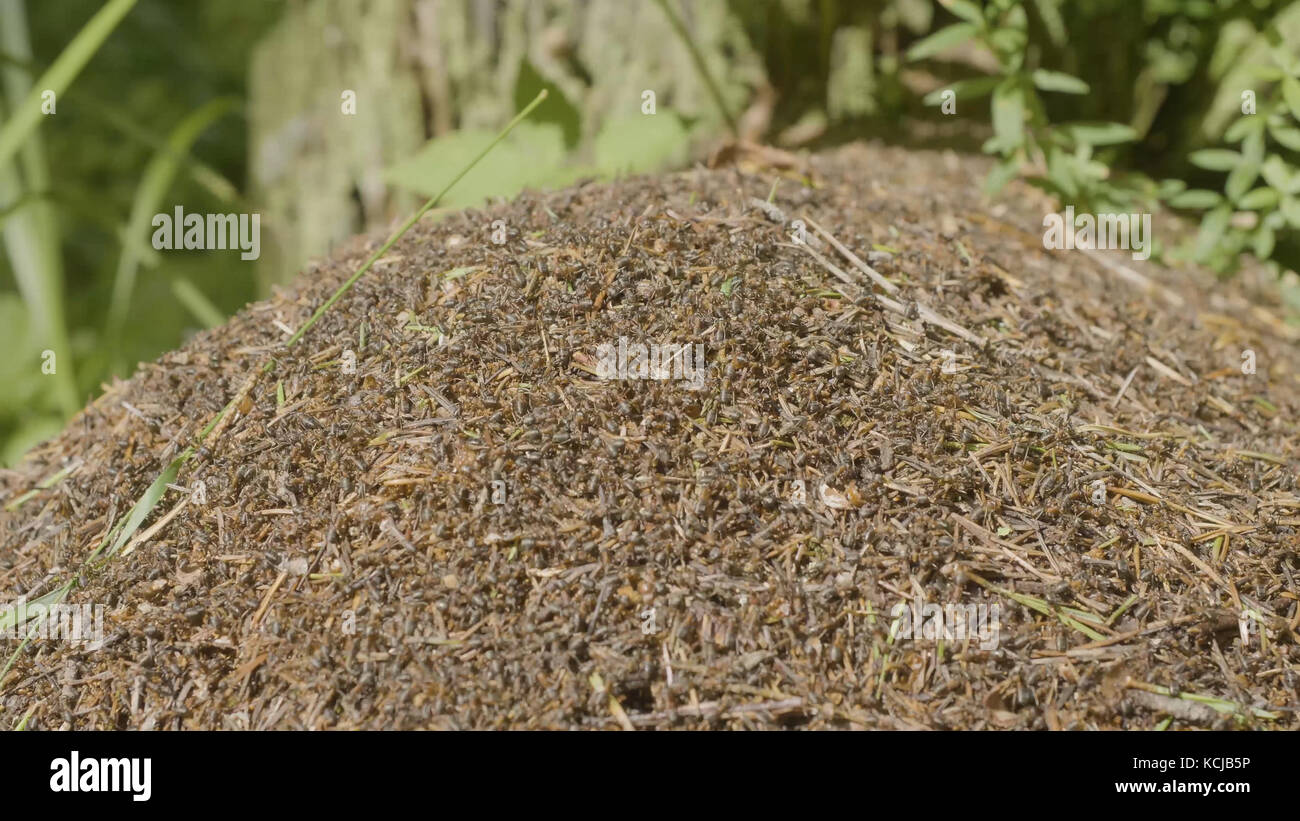 Big anthill with colony of ants in summer forest. A large anthill in ...