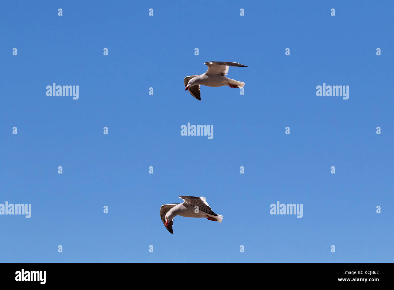 Dolphin gull Leucophaeus scoresbii two in flight off Pebble Island ...