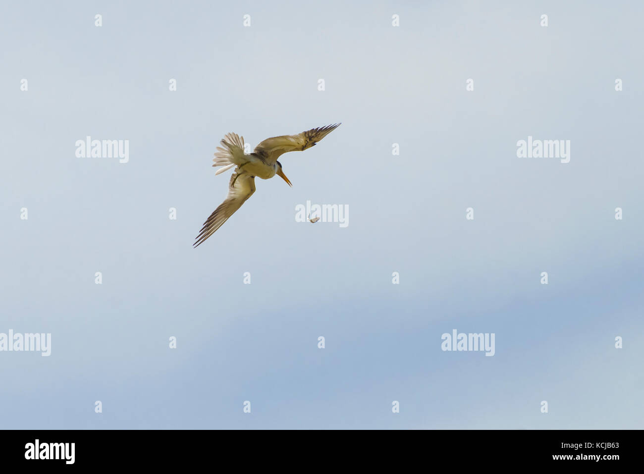 Large-billed Tern (Phaetusa simplex simplex) flipping a fish in mid air ...