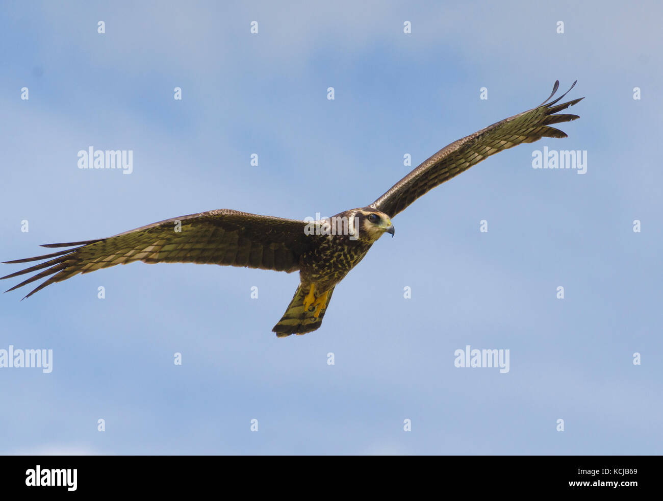 Long-winged Harrier (Circus Buffoni) hunting over Caroni Rice Fields ...