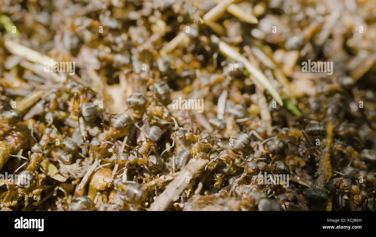Ants building an anthill. Colony insects. Macro. Red forest ants ...