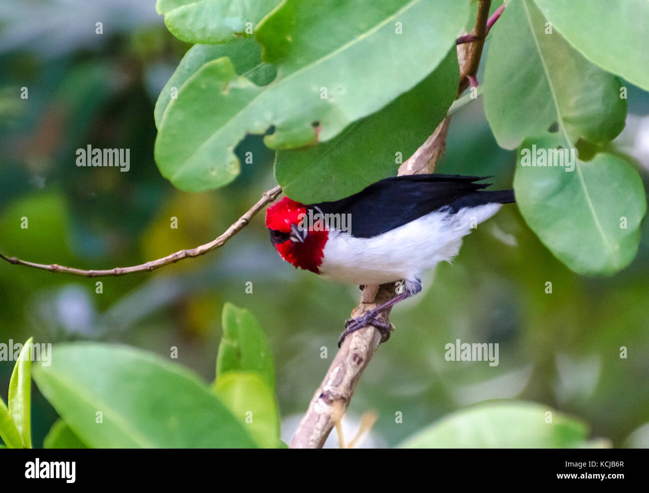 Masked Cardinal (Paroaria nigrigenis) peering through the leaves in ...